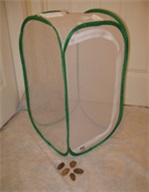 Luna moth Hatching kit | Atelier Jean Paquet